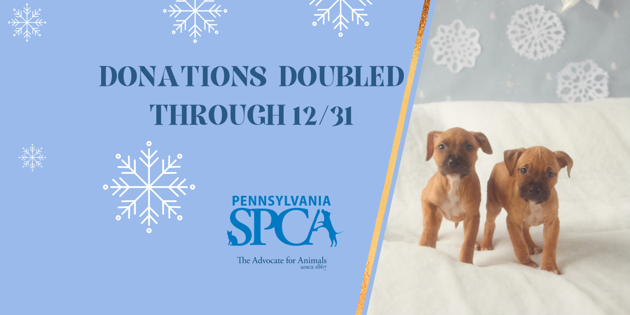 Challenge Match - Donations Doubled! | Pennsylvania Society for the Prevention of Cruelty to Animals
